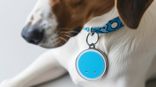 Mini Light-Up Tags for Small Dogs: Top Safety Picks - Taglec